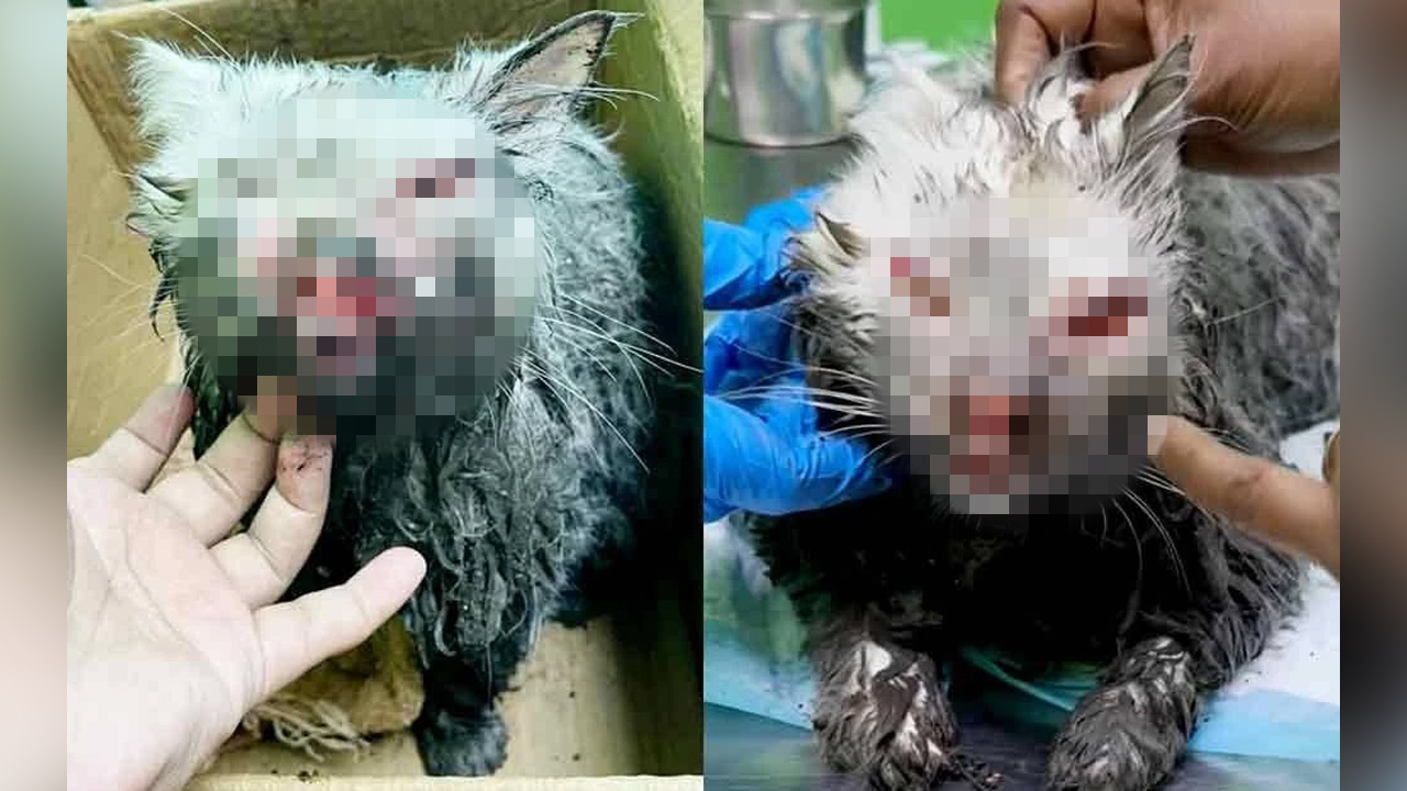 Warga emas ditahan pukul, baling kucing | Astro Awani