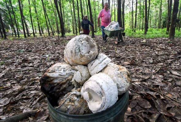 Pengeluaran getah asli Malaysia susut 37.3 peratus pada April 2025 ...