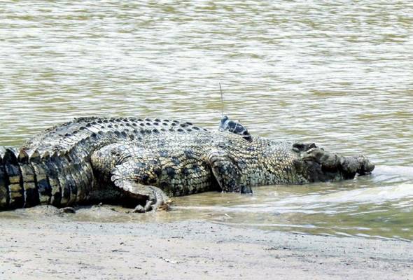 Buaya tembaga 3.65 meter ditangkap di pantai Teluk Bahang | Astro Awani