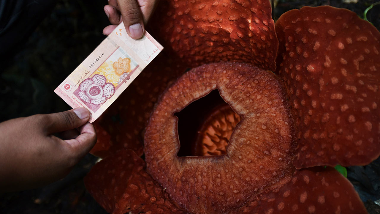 [KOLUMNIS] Sejarah penemuan Rafflesia: Persilangan biologi, politik dan ...