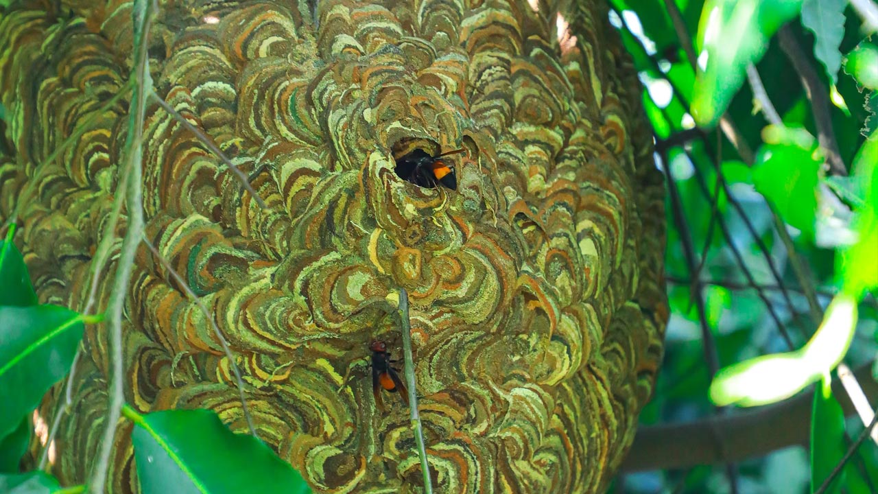 Sarang tebuan radioaktif ditemui di tapak lama senjata nuklear AS ...