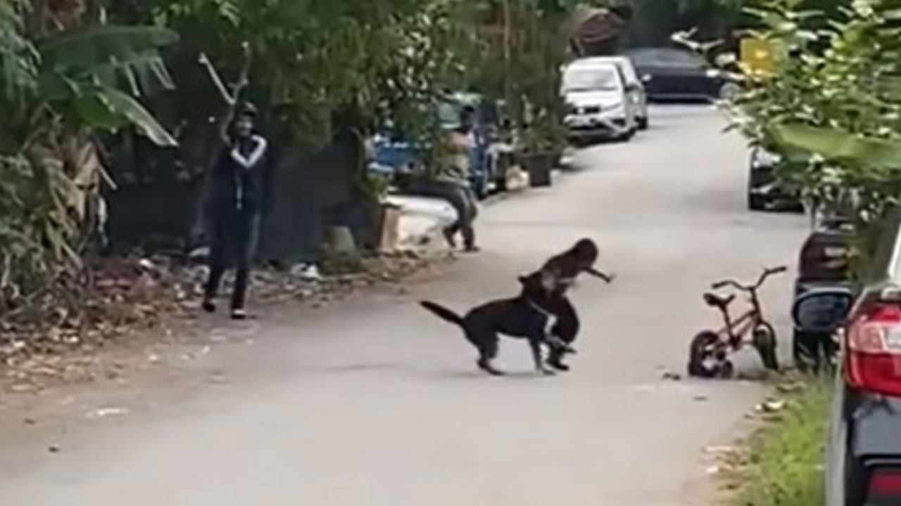 Anjing serang kanak-kanak di Cheras anjing liar | Astro Awani