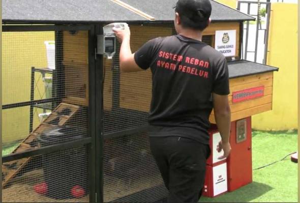 Reban ayam futuristik: Ibarat bela si bulus di bandar, tetapi ada ...