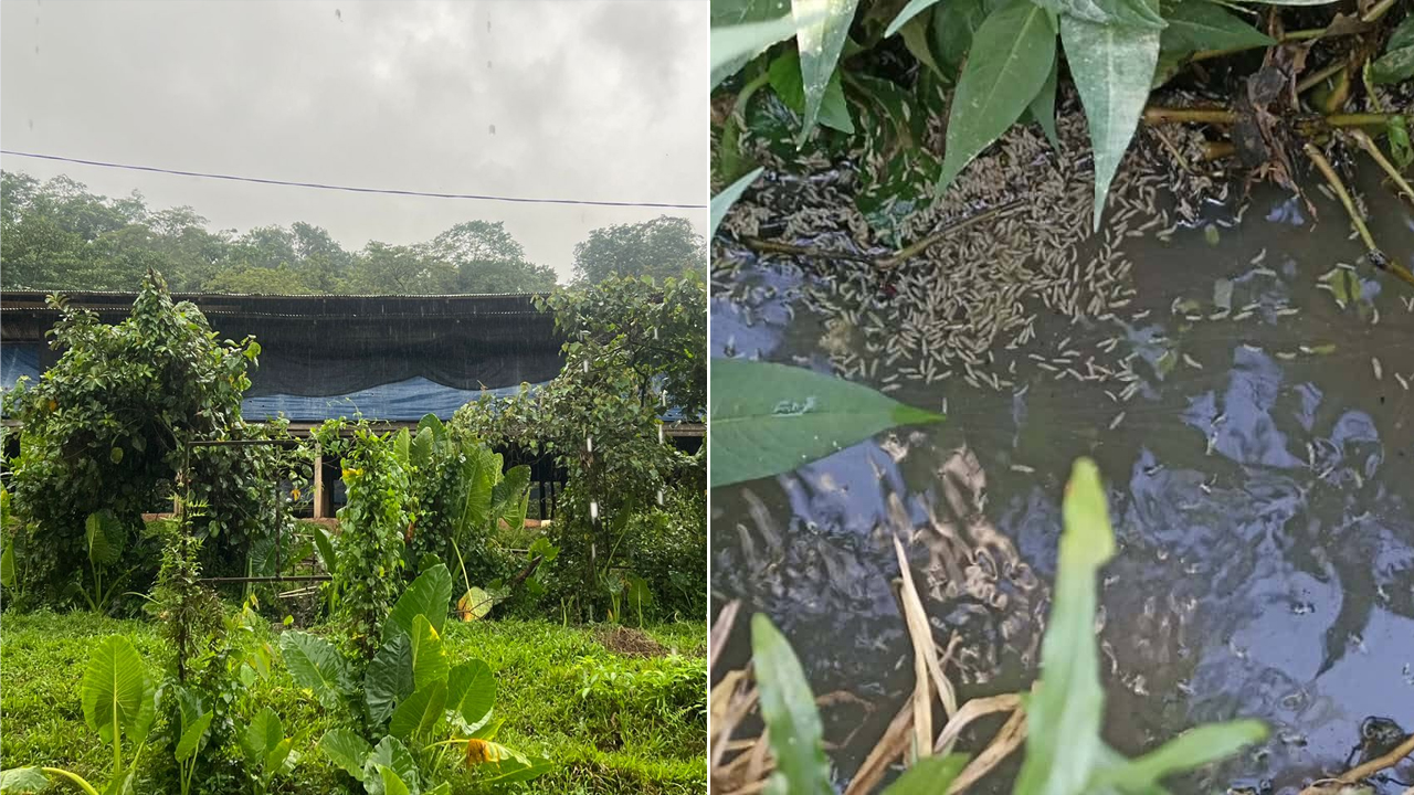 Bau busuk, ulat dan air tercemar, jadi 'teman' penduduk Kampung ...