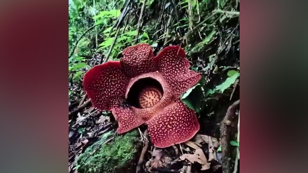 Bunga Rafflesia hasseltii ditemui semula di hutan Sumatera selepas 13 ...
