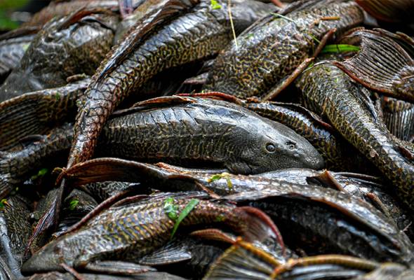 Skuad Pemburu Ikan Asing tangkap 75,000 kg ikan bandaraya | Astro Awani