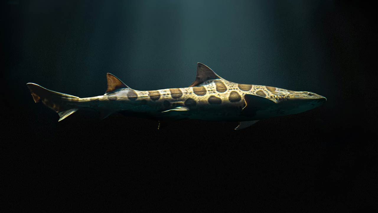 Thailand lepaskan jerung harimau bintang terancam dalam usaha ...