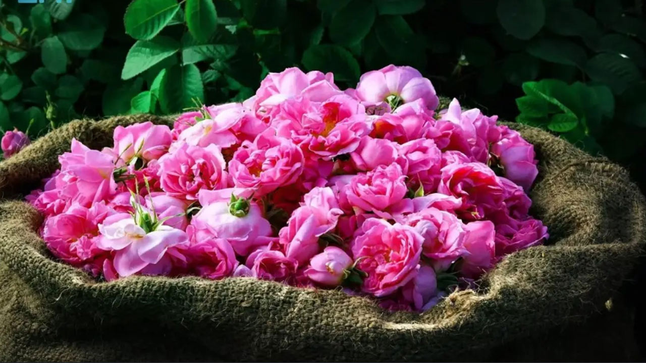 Mawar Taif Arab Saudi, pati berharga untuk industri minyak wangi ...