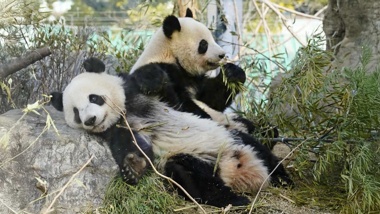 Panda gergasi Xiao Xiao, Lei Lei selamat kembali ke China | Astro Awani